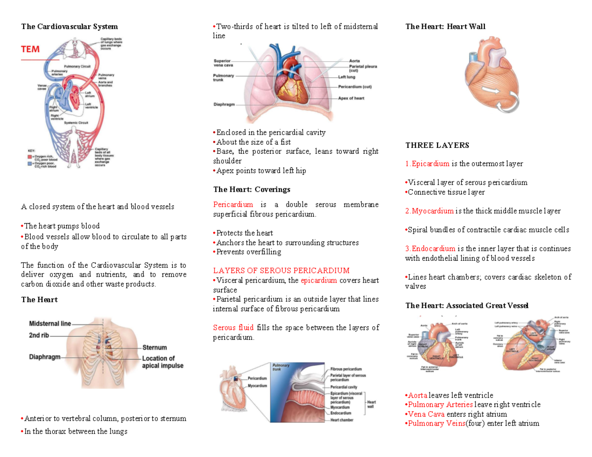 Cardiovascular Reviewer - The Cardiovascular System A closed system of ...