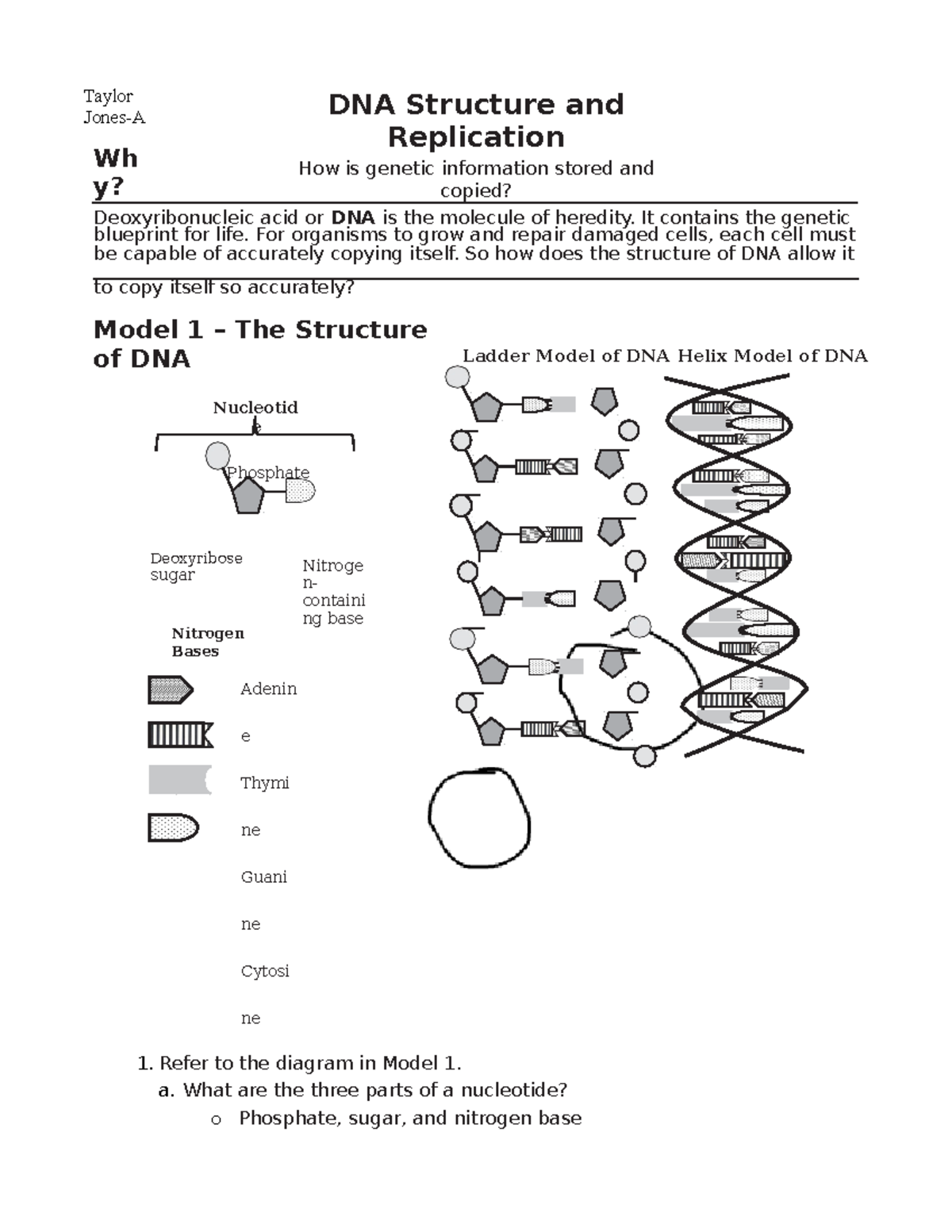 DNA Structure and Replication 4 page-2 - Taylor Jones-A Wh y? DNA ...