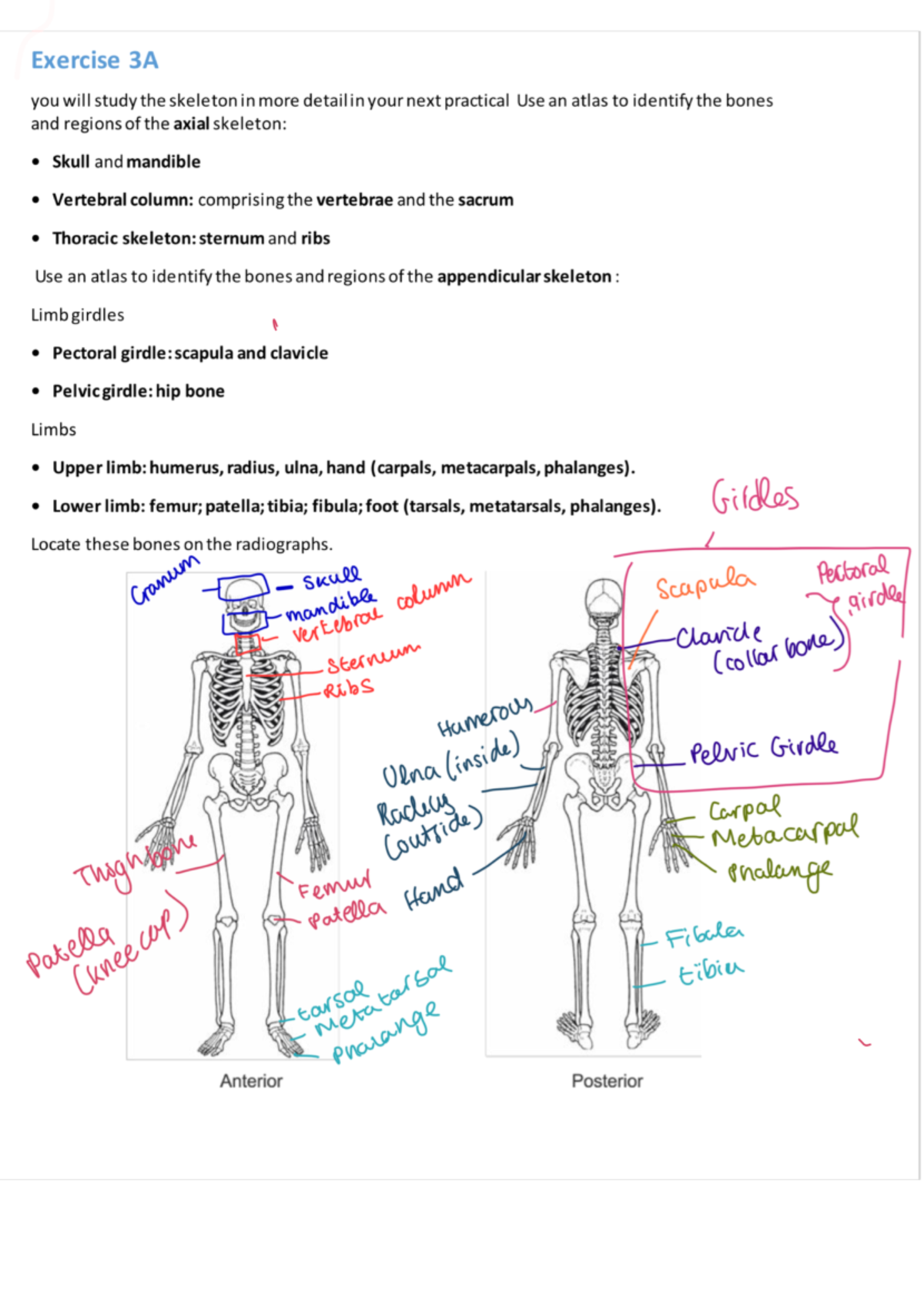 The skeleton Anatomy - MEDI1031 - Southampton - Studocu