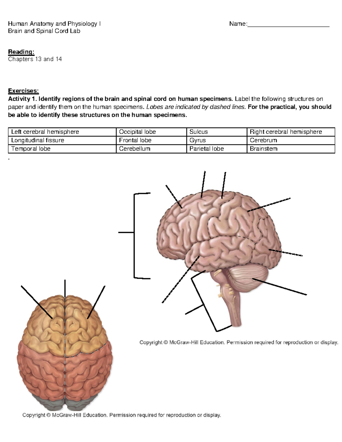 Brain and Spinal Cord In Person Lab Handout - Human Anatomy and ...