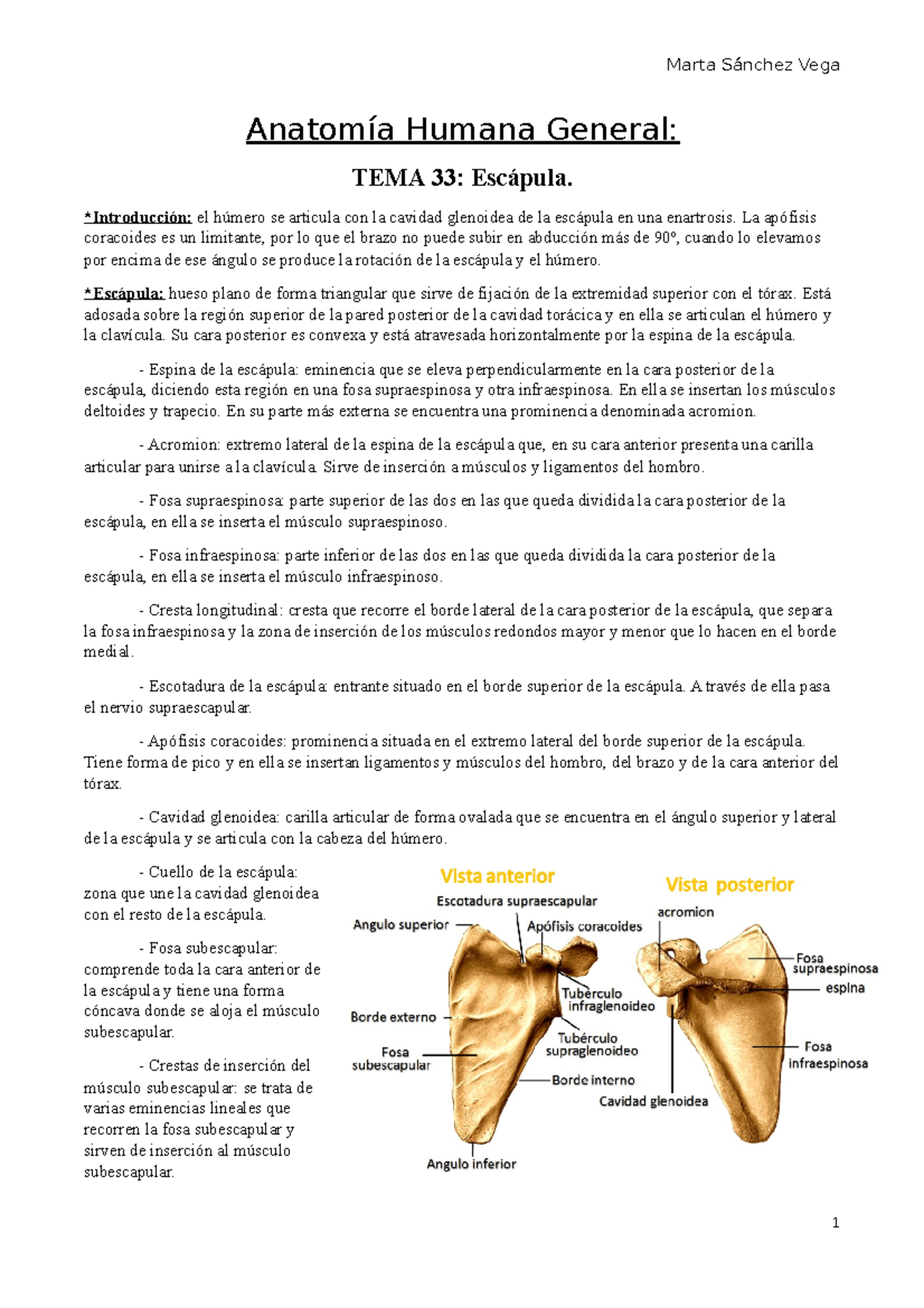 TEMA 33 Escápula - F. Prada - Marta Sánchez Vega Anatomía Humana ...