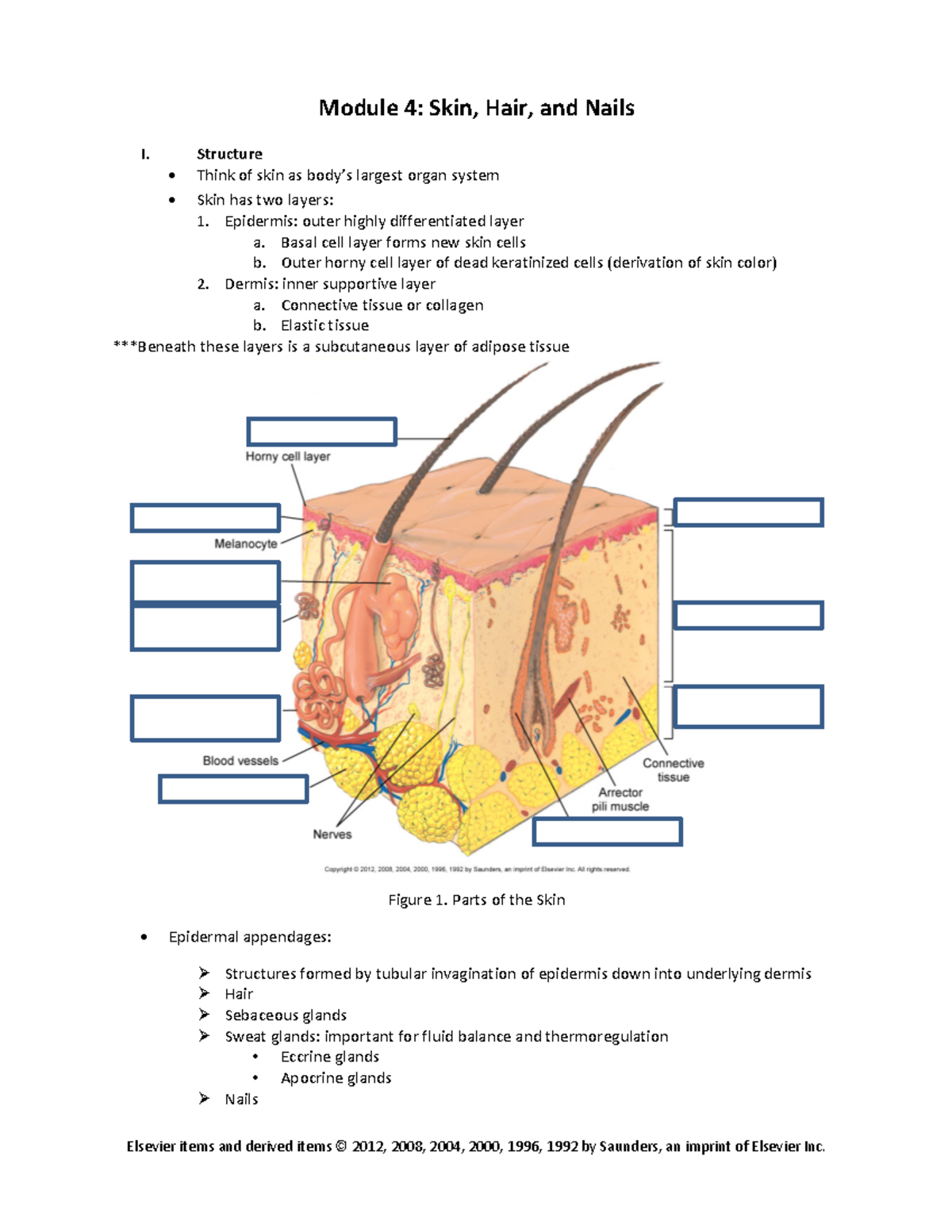 Module 4 Skin hair nails 1 - Nursing - De La Salle Health Sciences ...