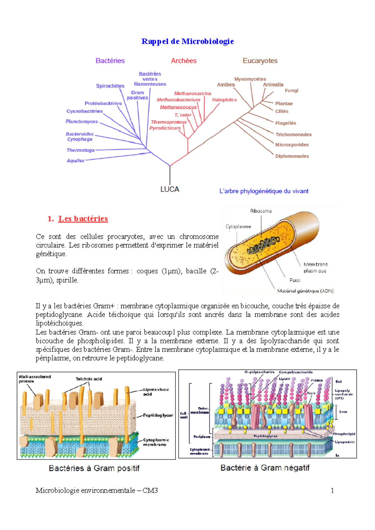 CM3 microbiologie env - Rappel de Microbiologie 1. Les bactéries Ce ...