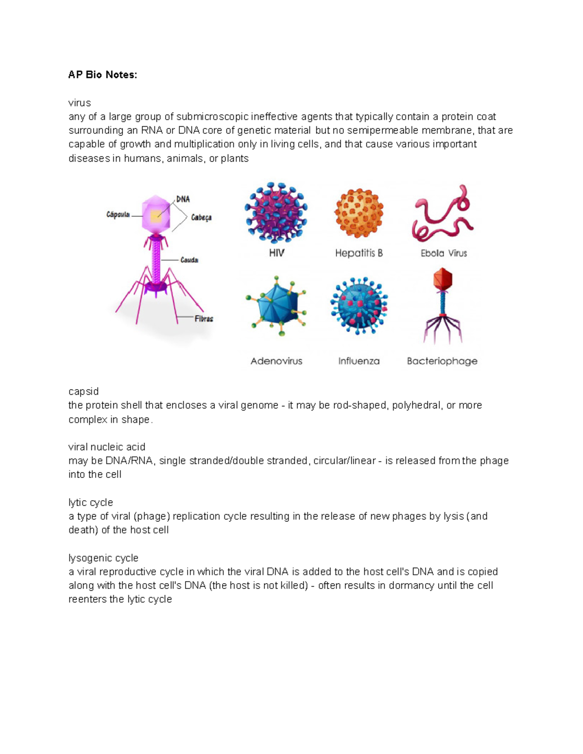 Ap Bio Notes - AP Bio Notes: virus any of a large group of ...