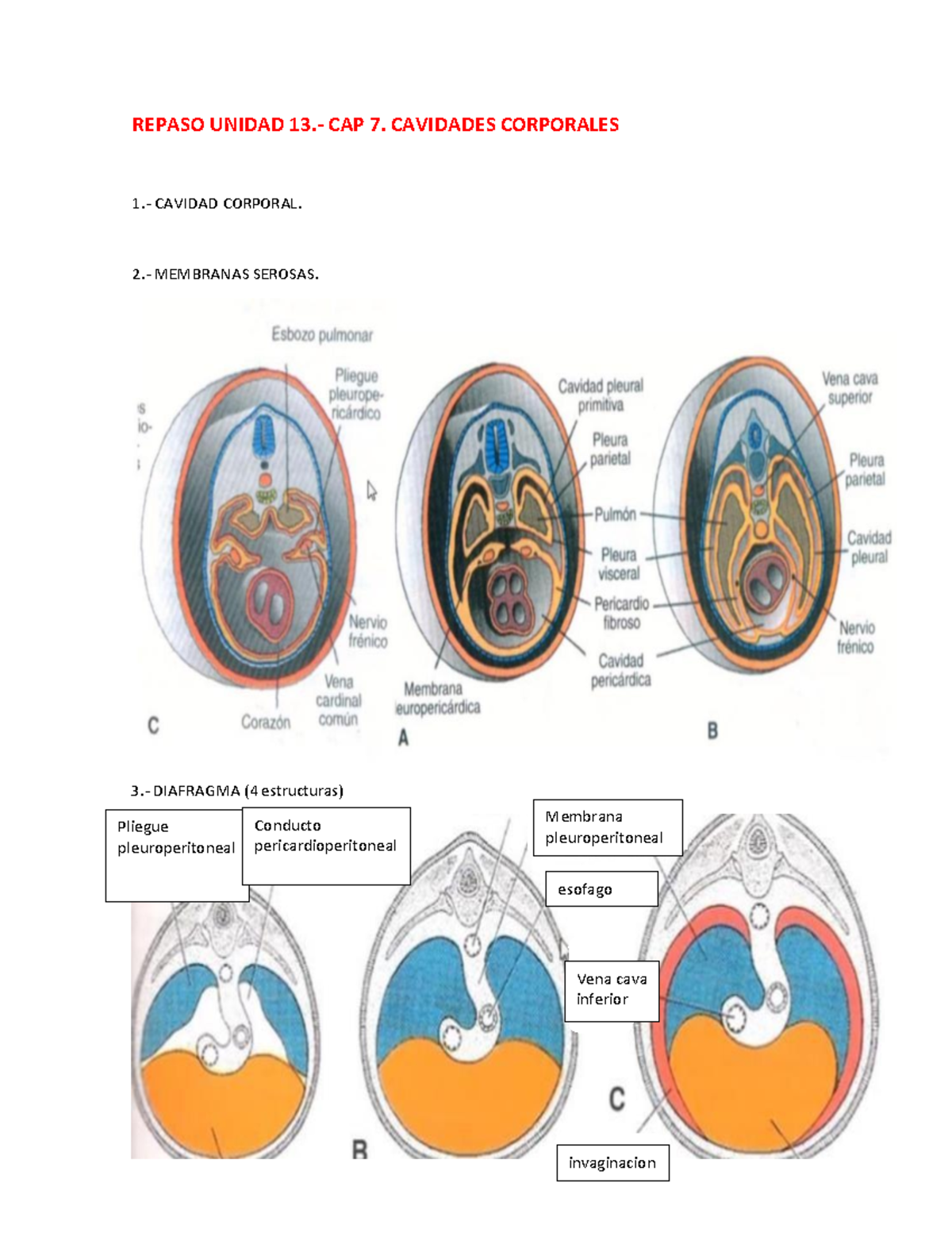 13. Cavidades Corporales - REPASO UNIDAD 13.- CAP 7. CAVIDADES ...