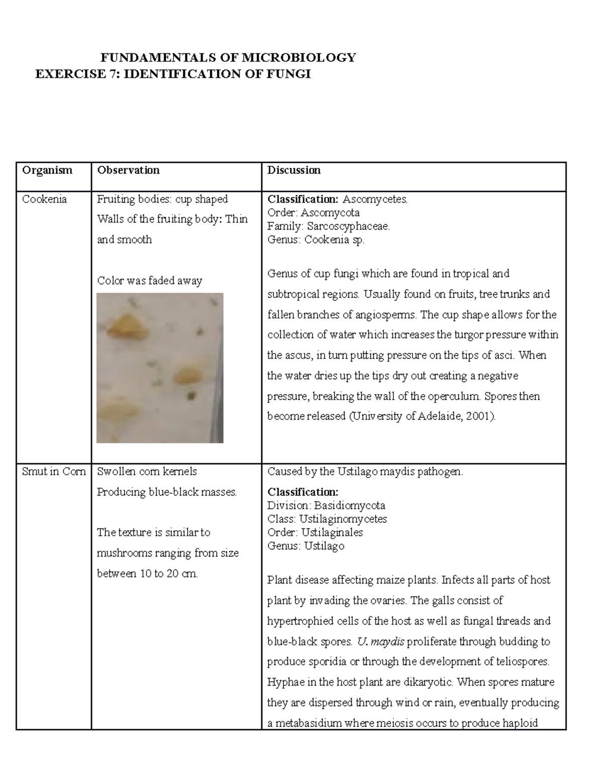 Fungi Worksheet - Mycology - FUNDAMENTALS OF MICROBIOLOGY EXERCISE 7 ...
