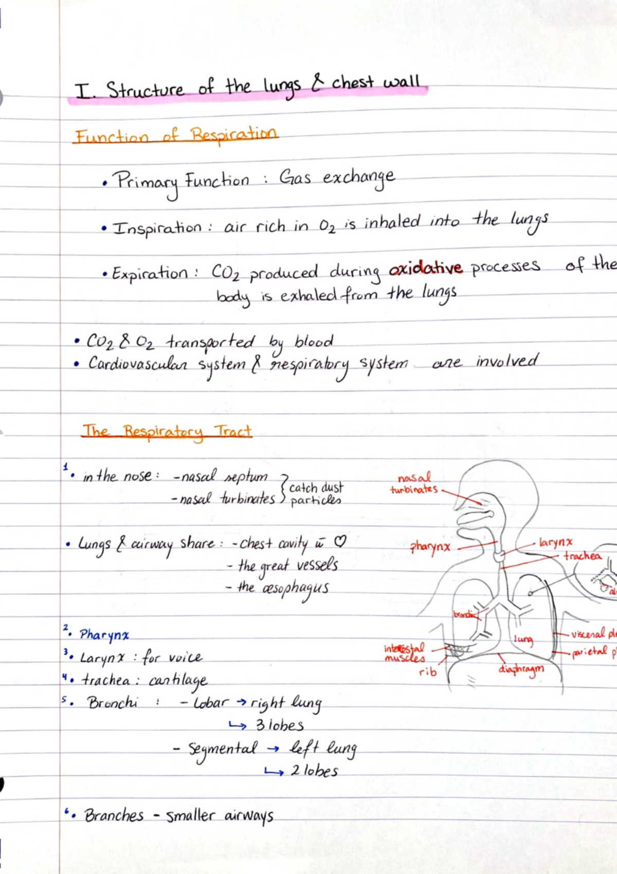Respiration - Lecture notes 1-8 - Phgy 210 - Studocu