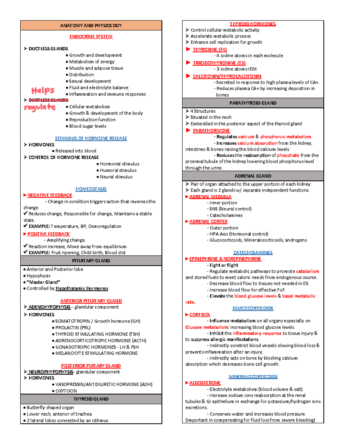 Endocrine- Anatomy - ANATOMY AND PHYSIOLOGY ENDOCRINE SYSTEM DUCTLESS ...