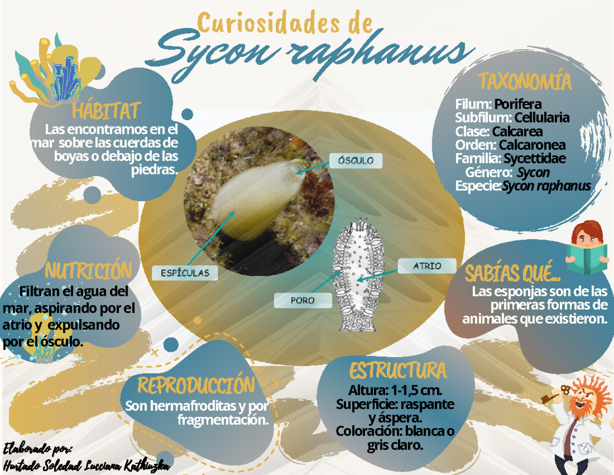Infografía zoología - Sycon raphanus TAXONOMÍA Filum: Porifera Subfilum ...