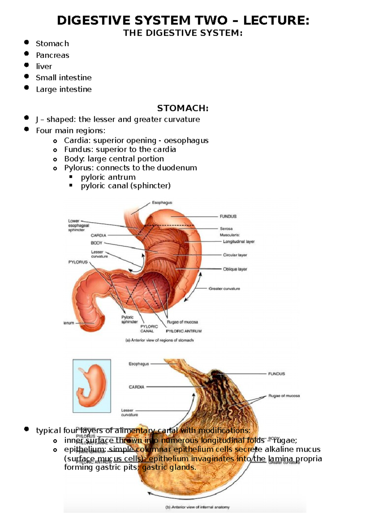 Digestive system 2 - lecture - DIGESTIVE SYSTEM TWO – LECTURE: THE ...