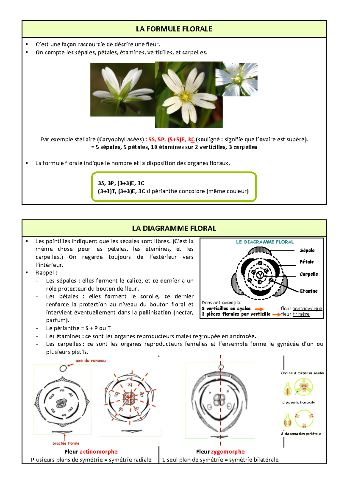 Fiches de cours Botanique - Ce qu'il faut savoir - Warning: TT: undefined function: 32 LA ...