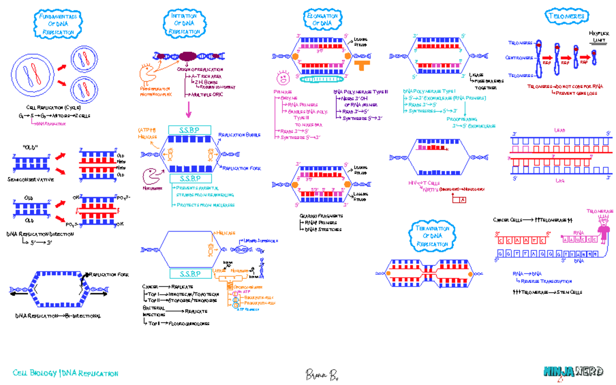 DNA Replication - Cell Biology | DNA Replication Fundamentals Of DNA ...