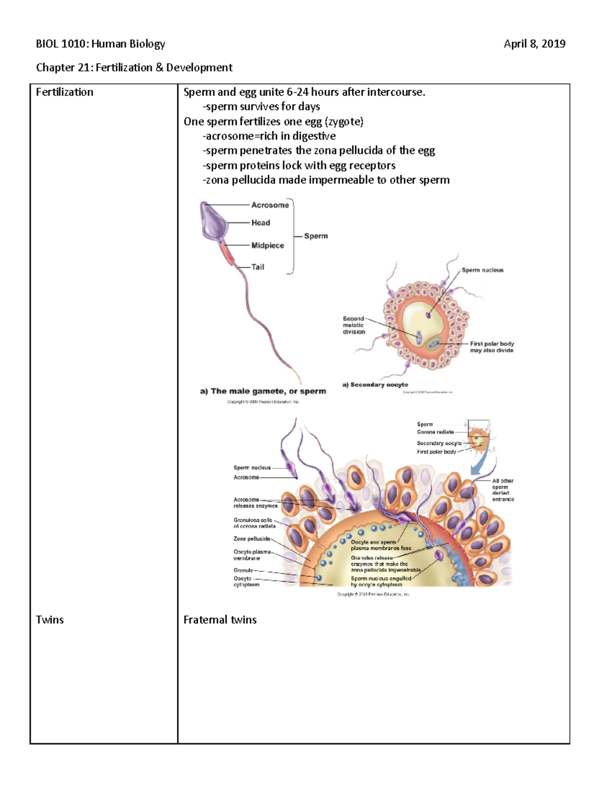 Chapter 21 Notes - Human Biology - BIOL 1010: Human Biology April 8 ...