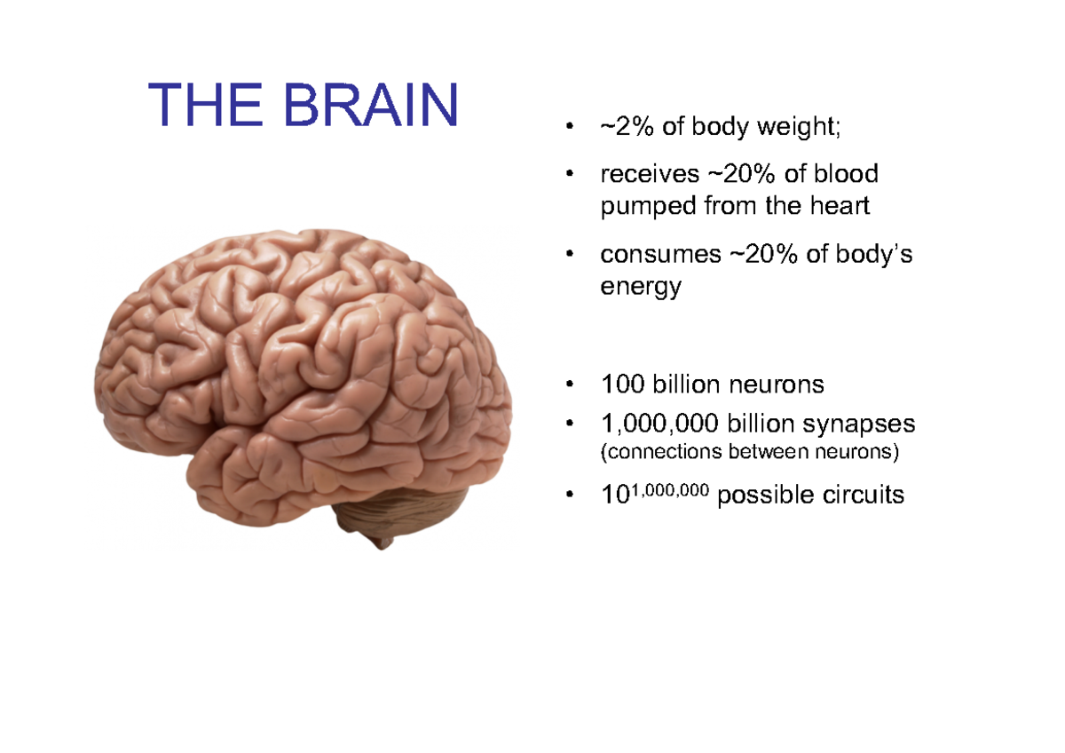 Parts of the brain and their functions - THE BRAIN • ~2% of body weight ...