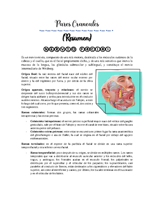 Anatomia quinto modulo - flexuras laterales agudas del recto reflejan ...