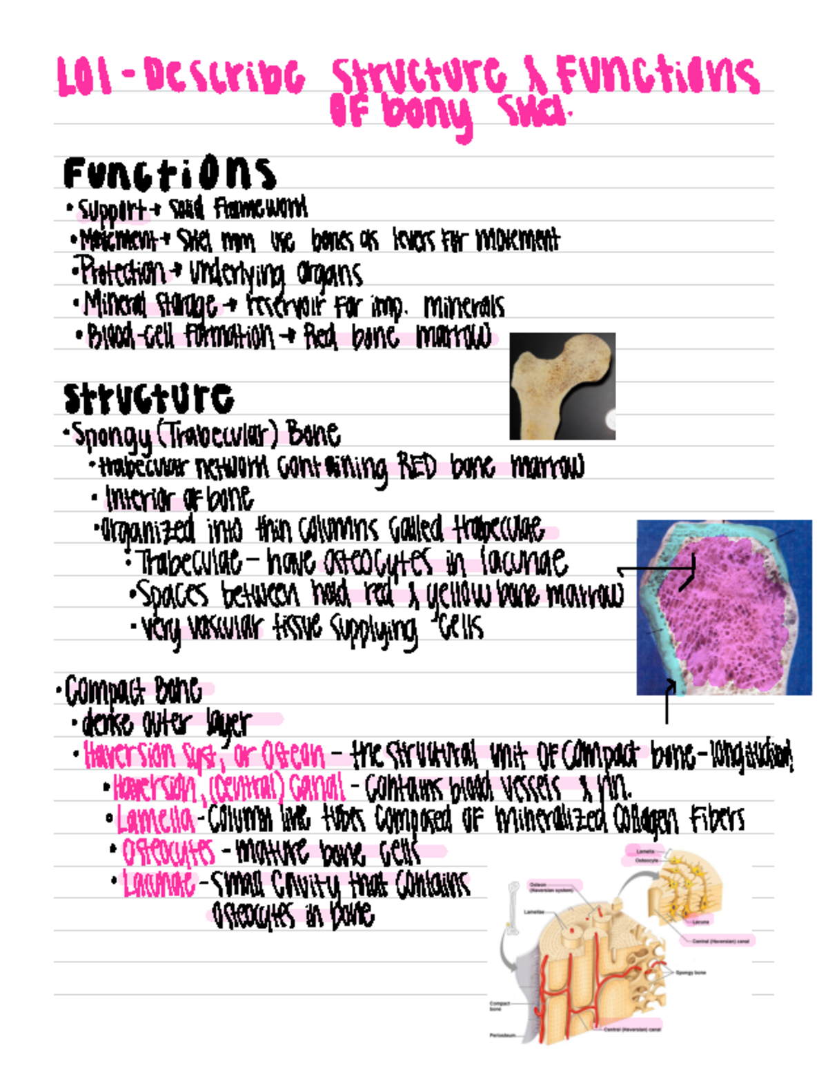 Bone Histiology - notes and images along with acronyms on relevant and ...