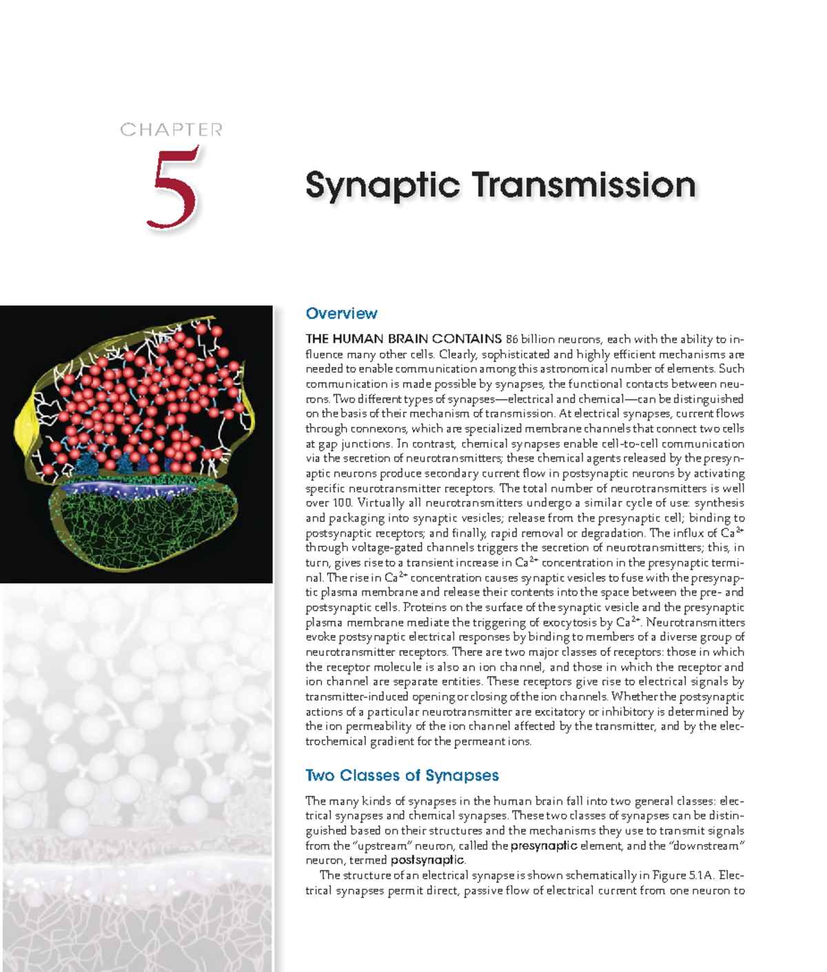 Purves Neuroscience 6th Edition Chapter 5 Synaptic Transmissions ...