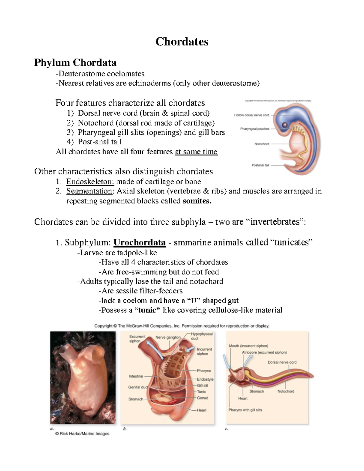 Nonvertebrate chordates - Chordates Phylum Chordata Deuterostome ...