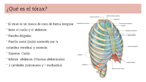 Musculos Torax Y Espalda - Anatomía - Anáhuac - Studocu