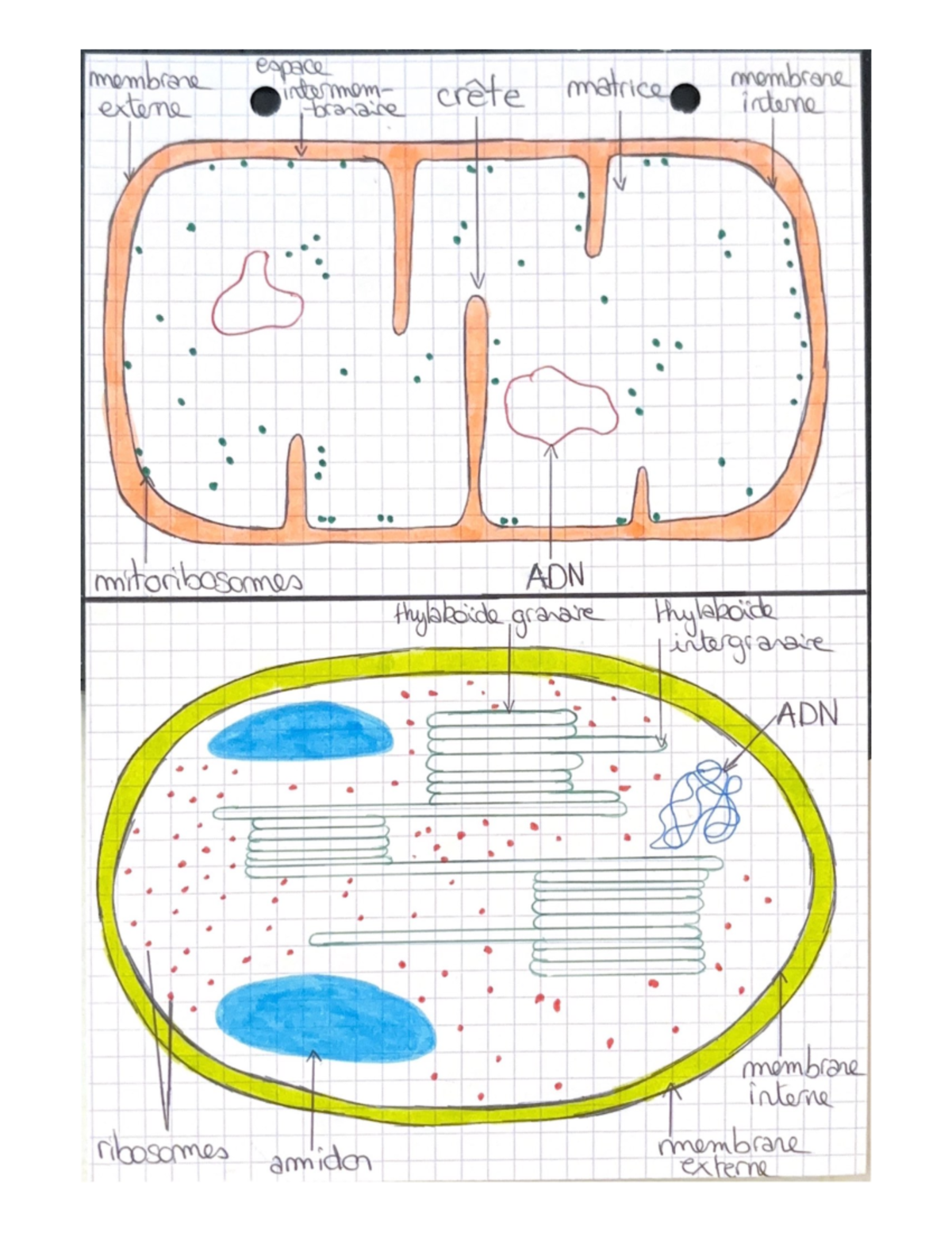 Schéma chloroplaste et mitochondrie - Sciences de la vie et de la Terre ...