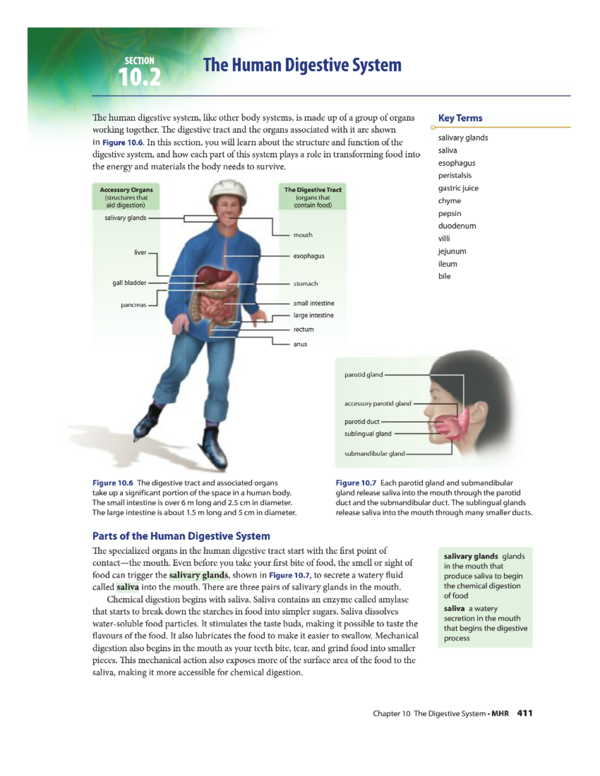 Chapter 10 Section 2 (411-419) - 216 - Studocu