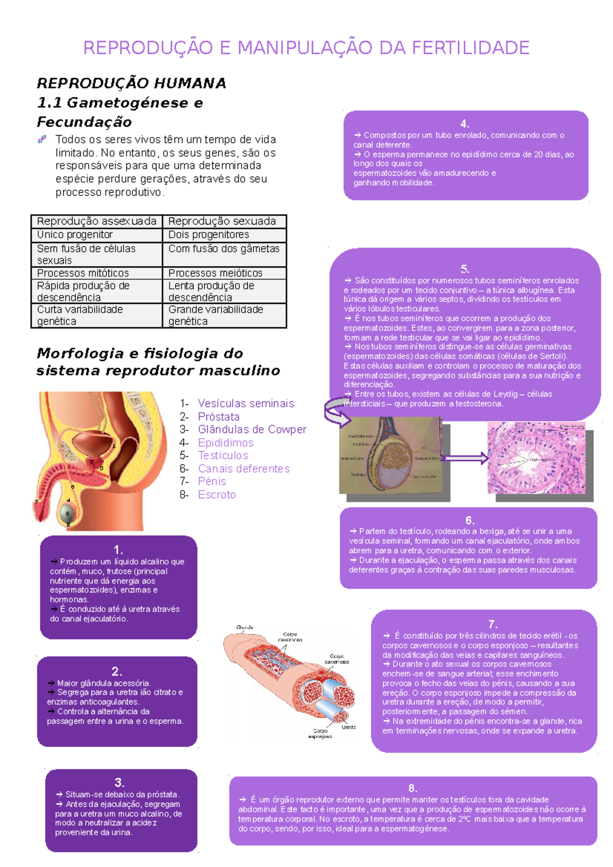 Reprodução E Manipulação DA Fertilidade - REPRODUÇÃO E MANIPULAÇÃO DA ...