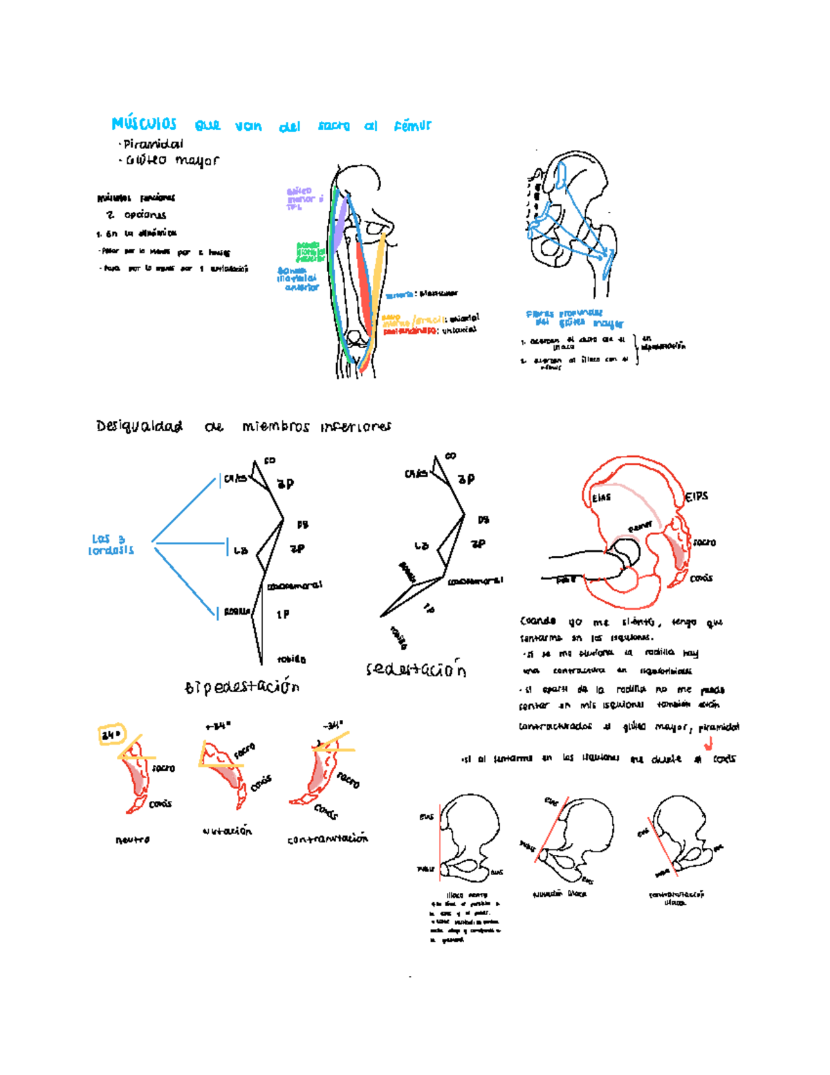 Cadera movimiento - MÚSCULOS Que van del sacro al fémur Piramidal ...