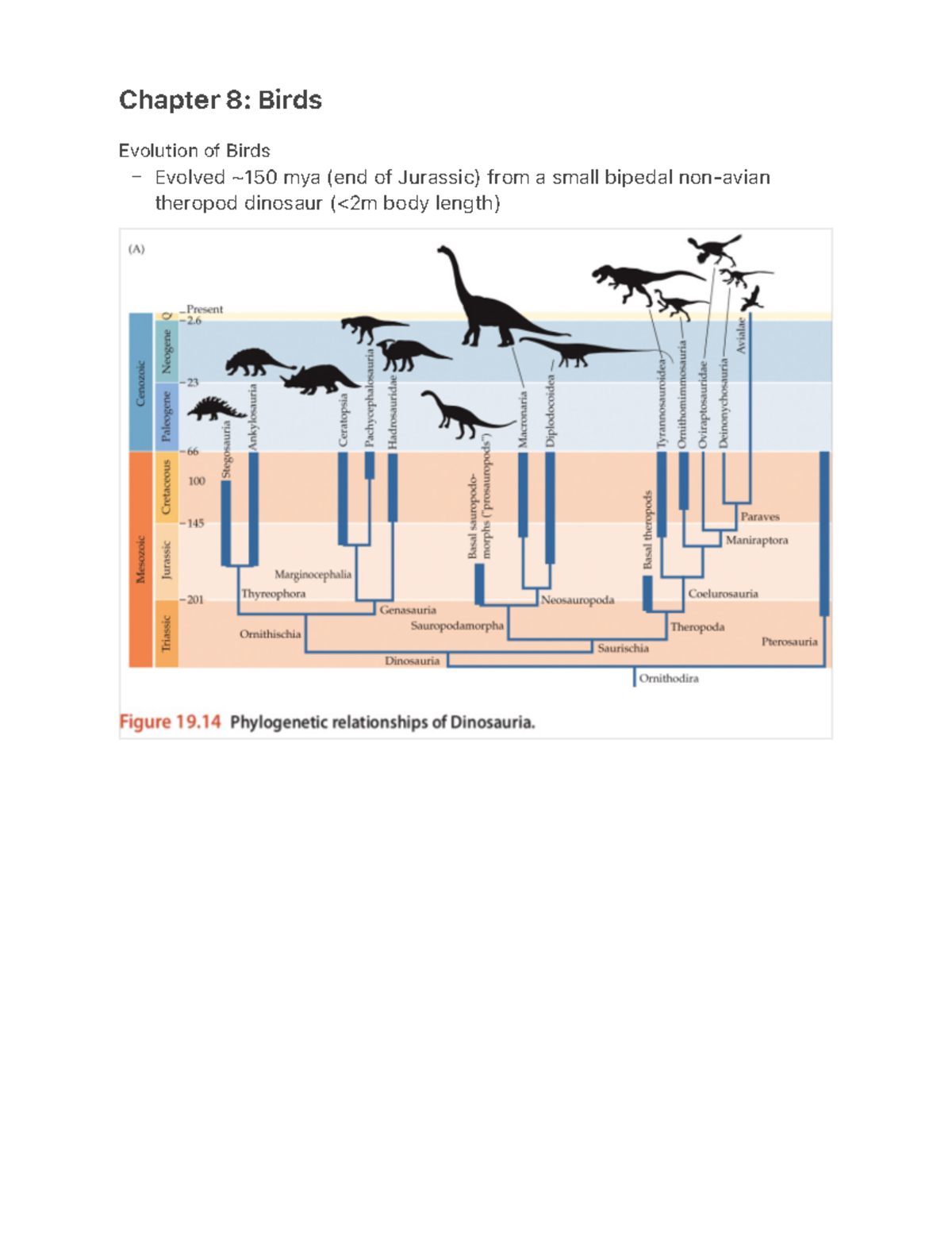 Chapter 8- Birds - In-class notes taken from Professor Sanderson's ...