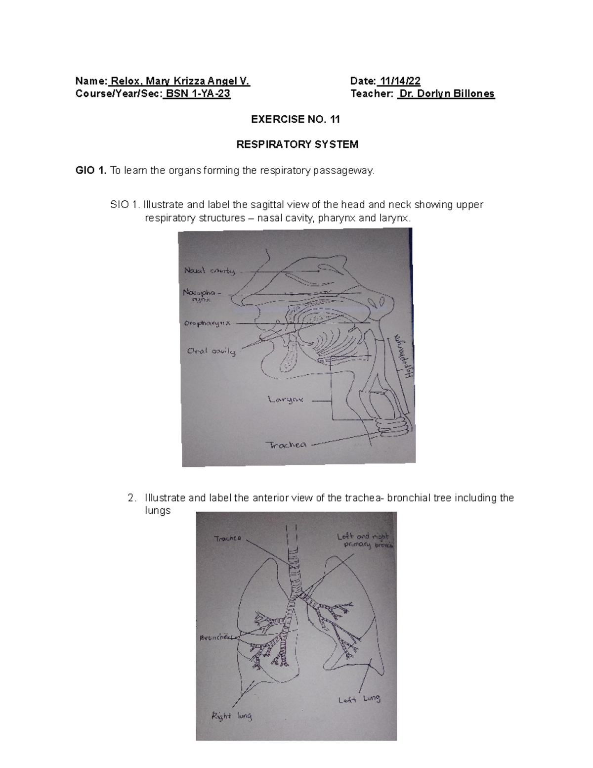 LAB Exercise Respiratory System - Name: Relox, Mary Krizza Angel V ...