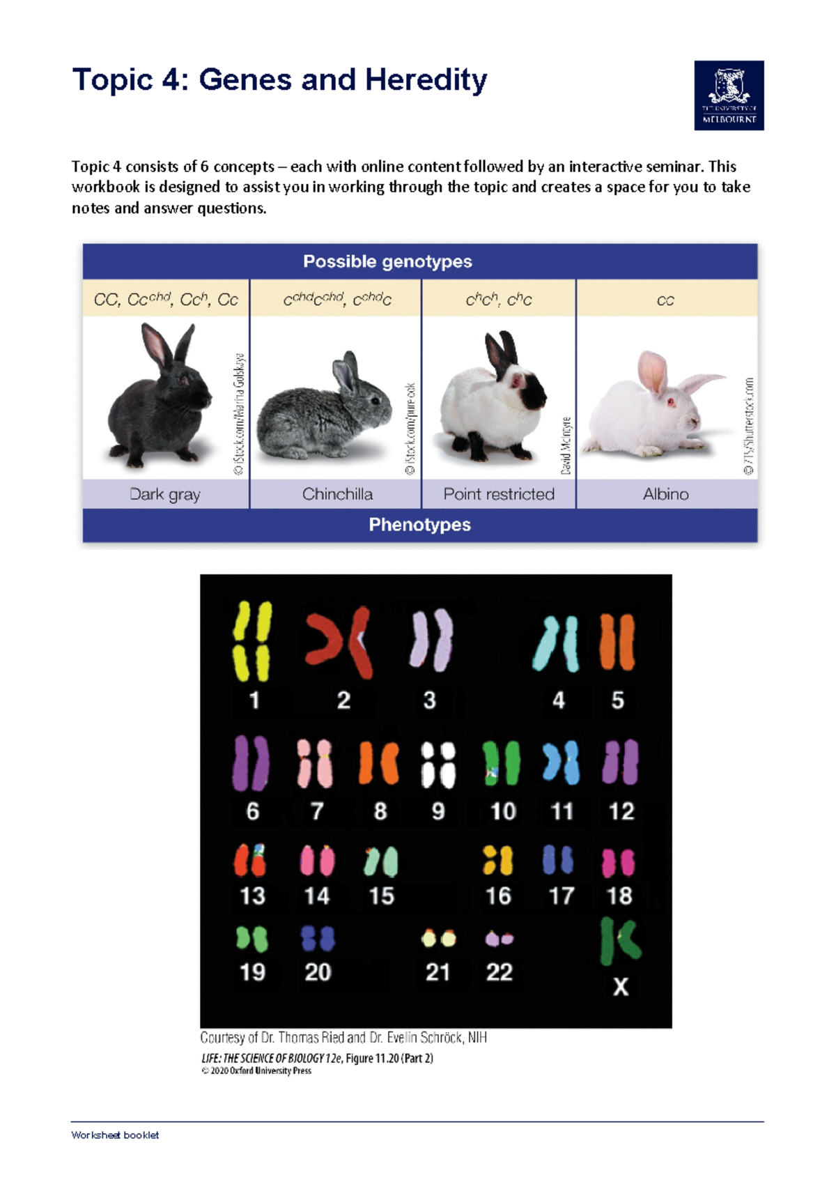 Topic 4 Workbook - Topic 4: Genes and Heredity Topic 4 consists of 6 ...