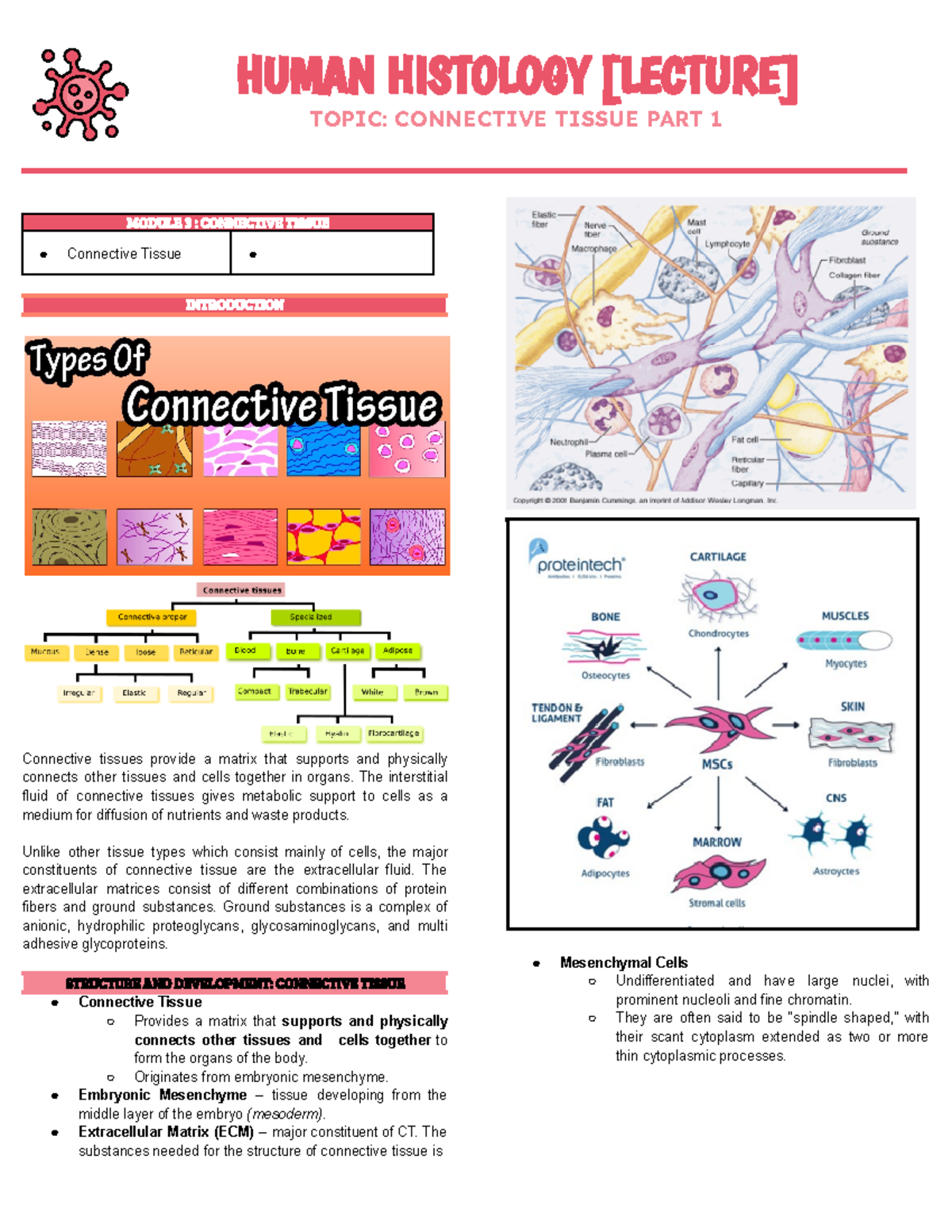 BSMT Human Histology Chapter 3.1 - HUMAN HISTOLOGY [LECTURE] TOPIC: CONNECTIVE TISSUE PART 1 ...