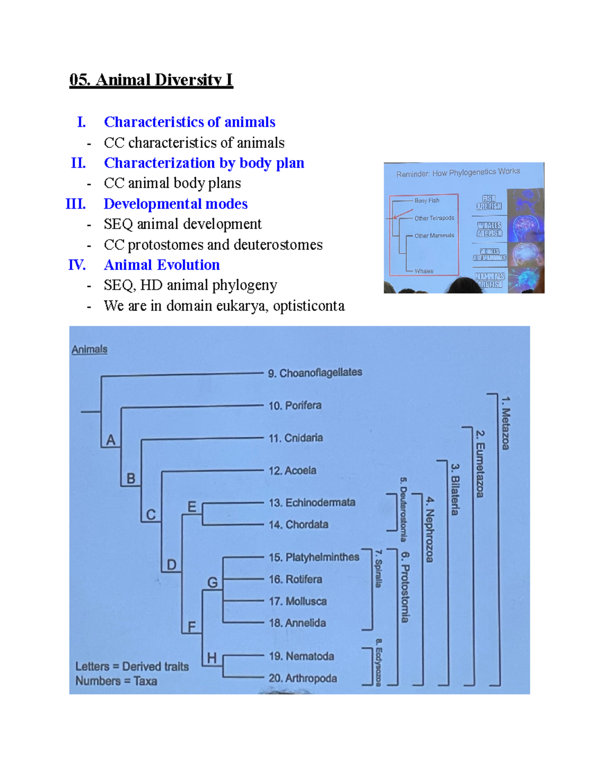 5. Animal Diversity - Bio notes - 05. Animal Diversity I I ...