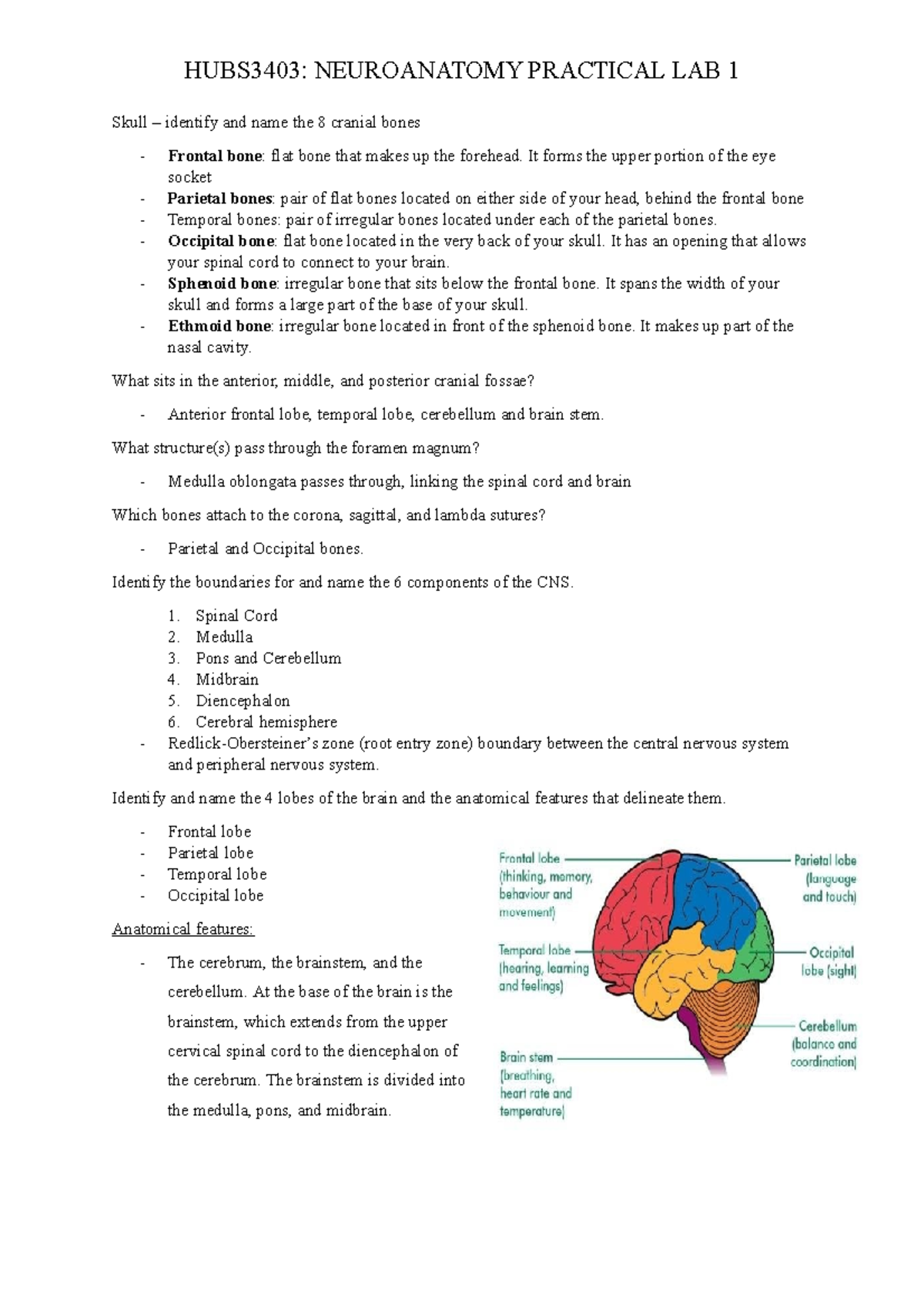 HUBS3403 - Neuroanatomy Practical Lab 1 - Skull – identify and name the ...