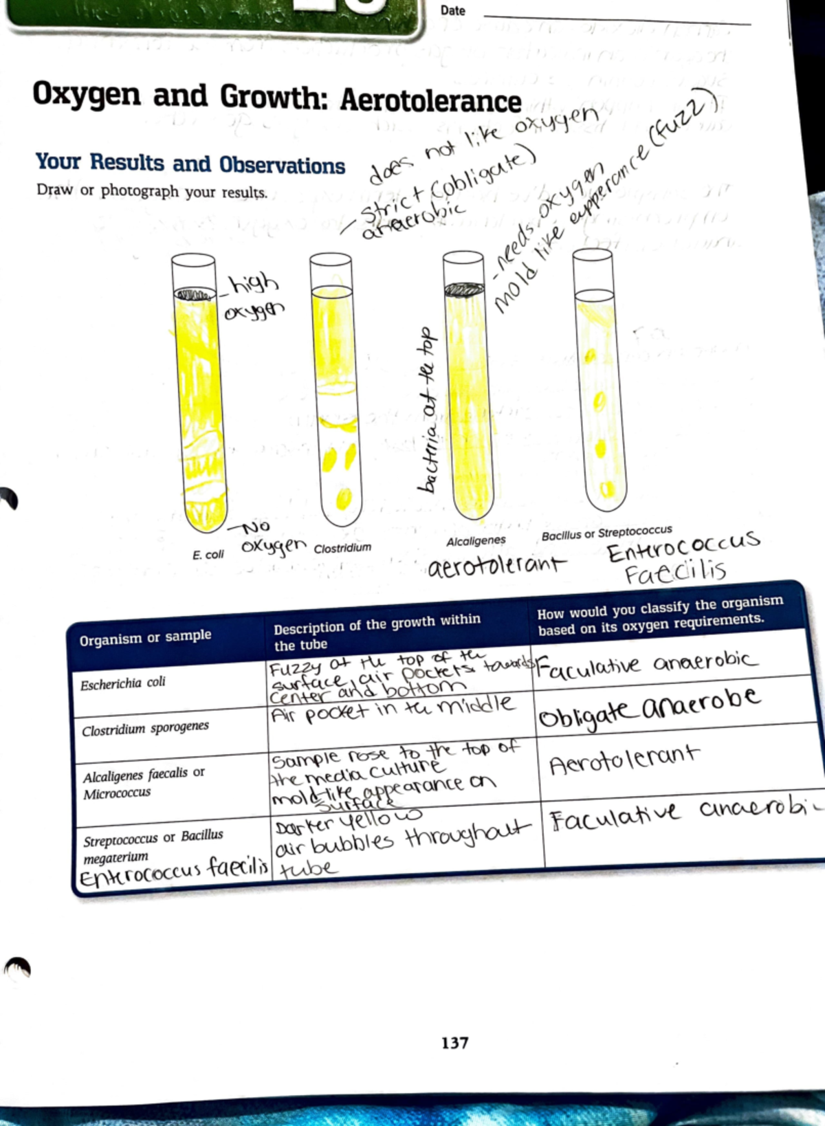 Oxygen Growth - I I ' , , : Oxygen and Growth: Aerotolerance ,. -e Y ...