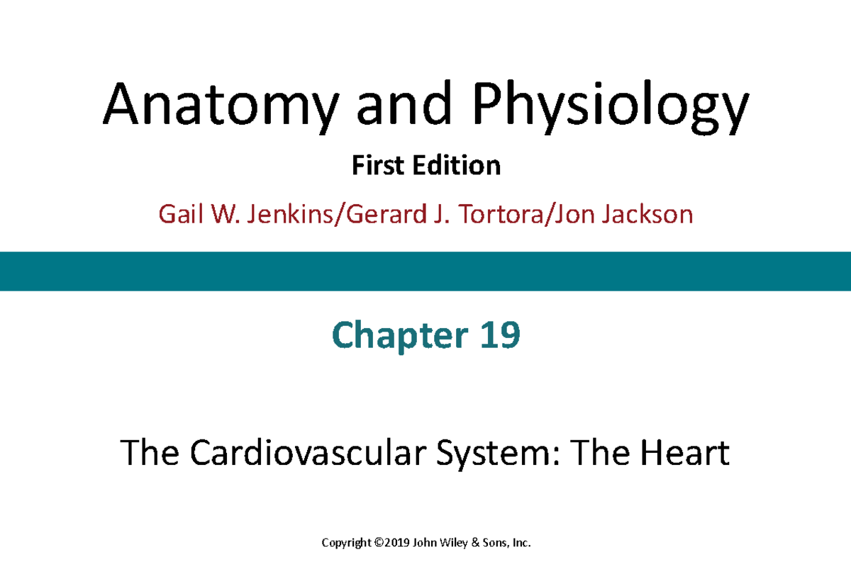 C19 lecture powerpoint - Anatomy and Physiology First Edition Gail W ...