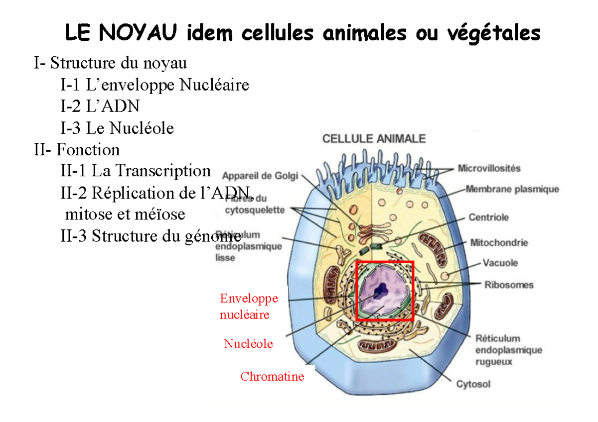 Noyau cours de septembre - LE NOYAU idem cellules animales ou végétales ...