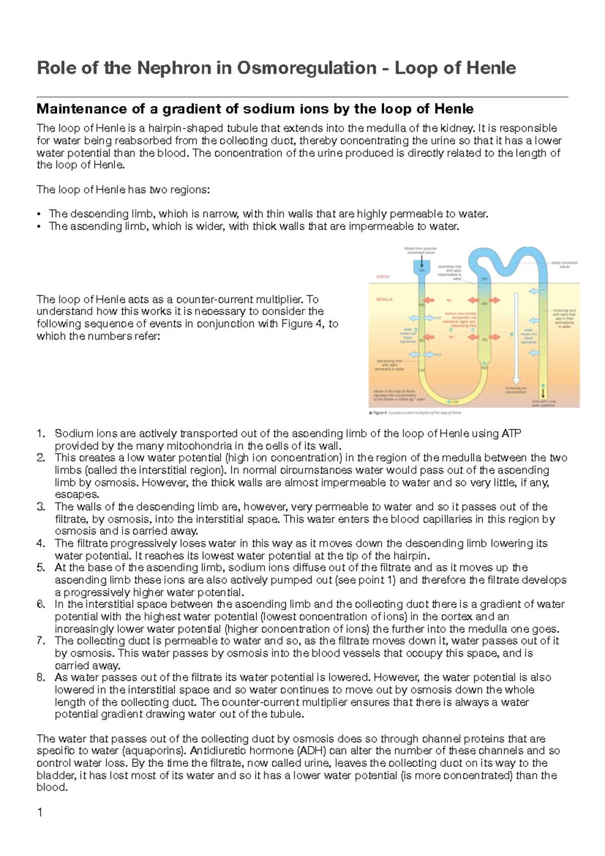 6) Role of the Nephron in Osmoregulation - Loop of Henle - Role of the ...