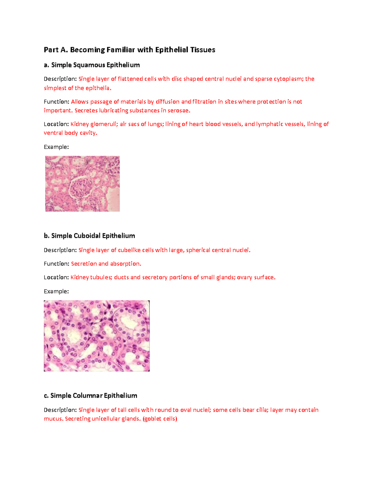 Epithelial Tissue Webquest- Maria Moncada - Part A. Becoming Familiar ...