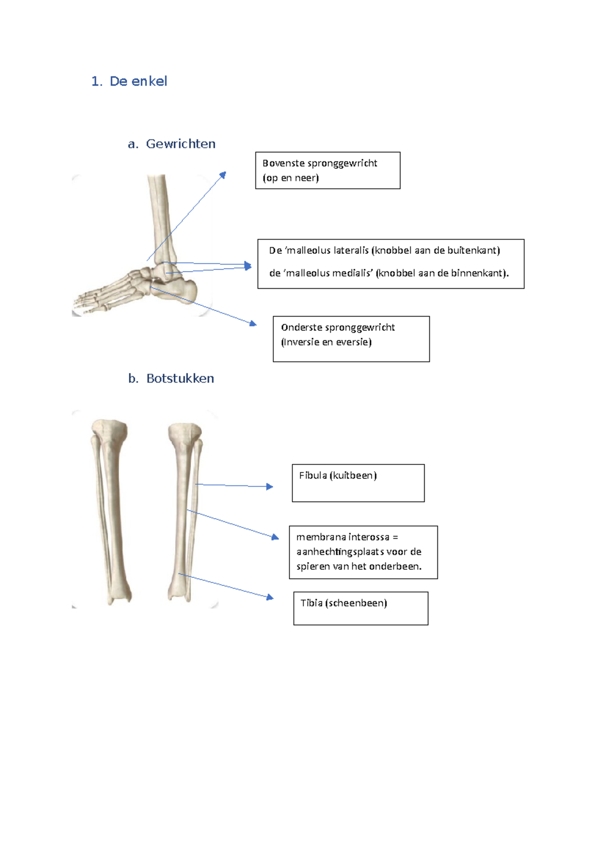Anatomie - onderste ledematen - 1. De enkel a. Gewrichten b. Botstukken ...