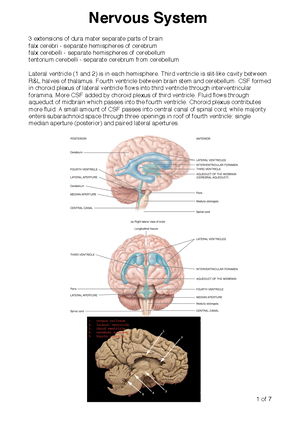 [Solved] A motor homunculus can be visualized as an overlay on the ...