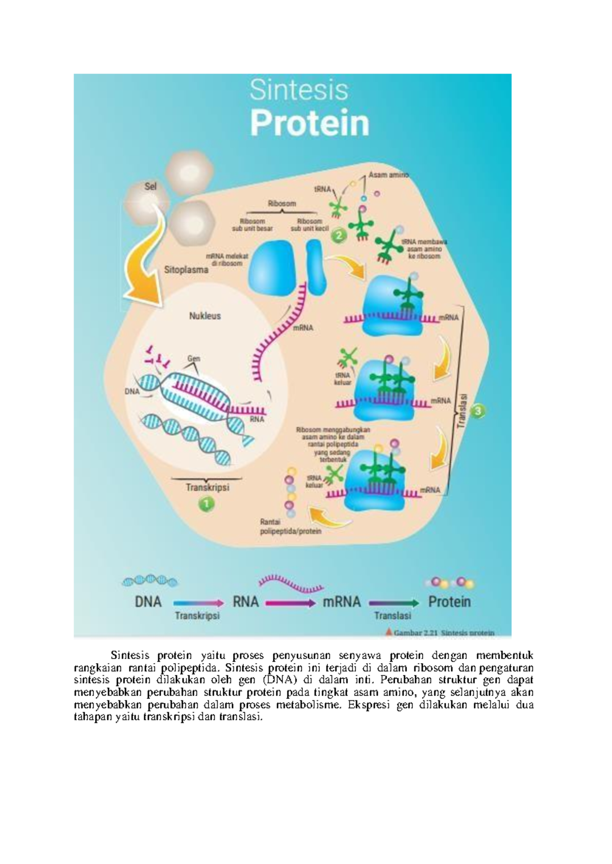 Bahan Bacaan Materi Sintesis protein - Sintesis protein yaitu proses ...