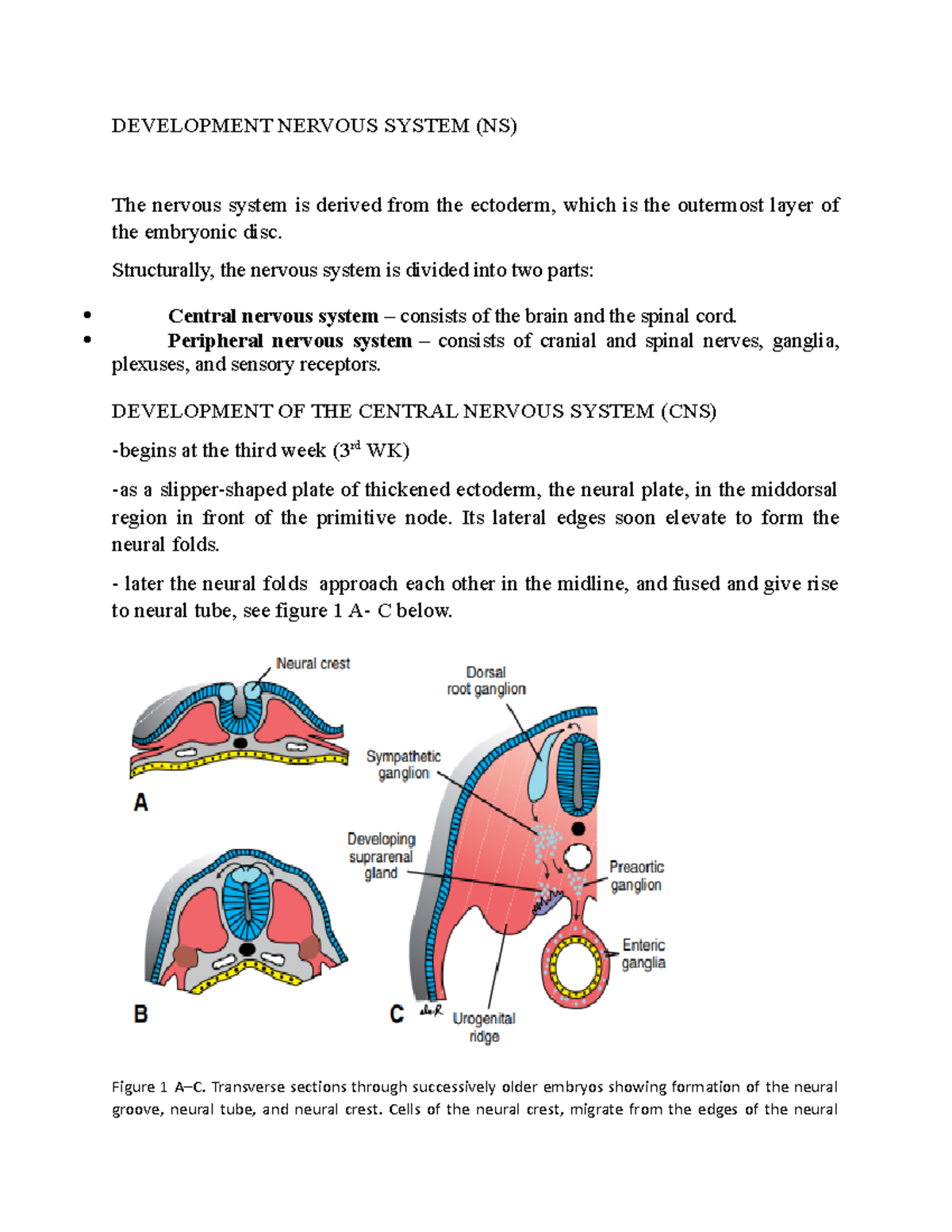 Development Nervous System main - DEVELOPMENT NERVOUS SYSTEM (NS) The ...