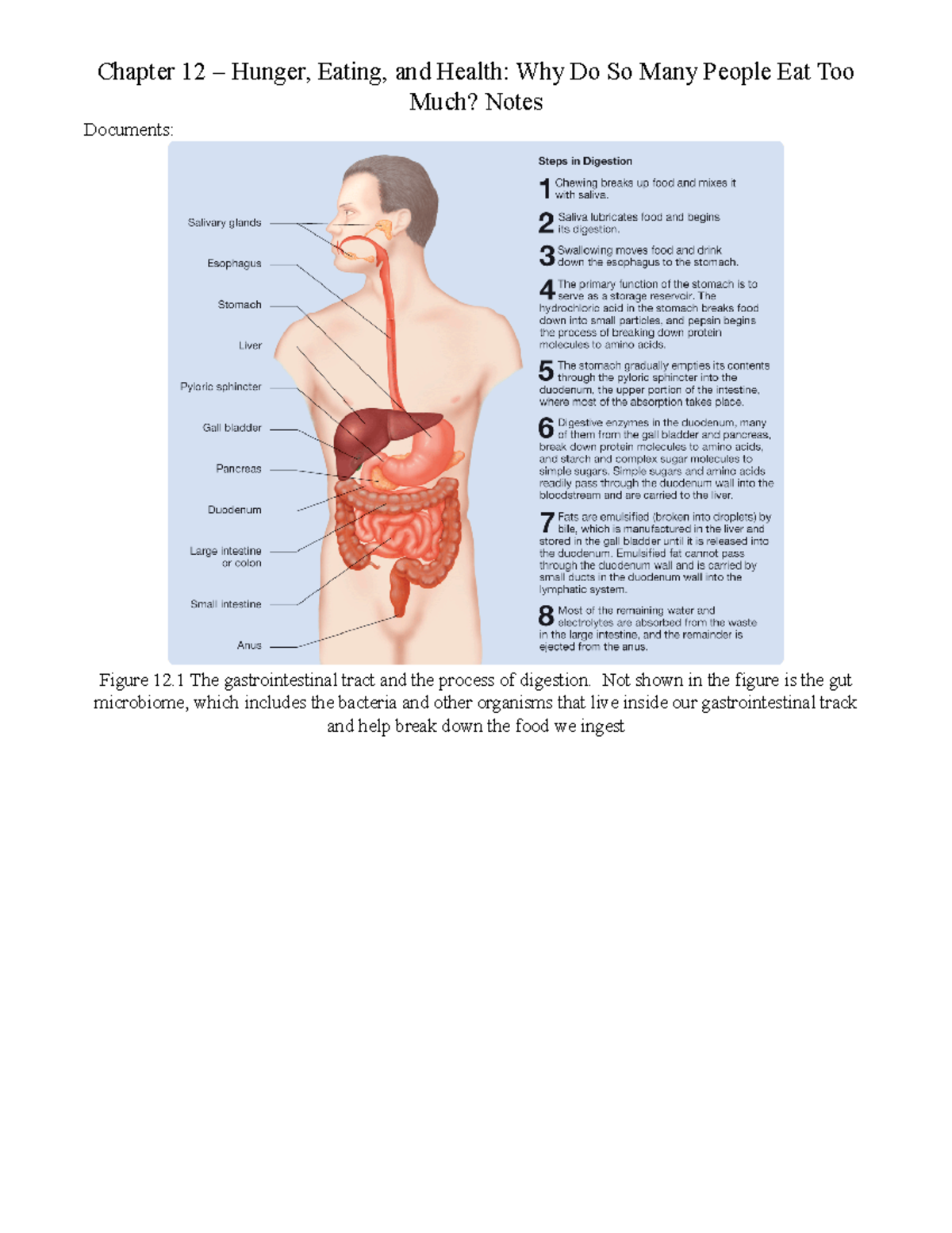 Biopsychology Chapter 12 Notes - Chapter 12 – Hunger, Eating, and ...