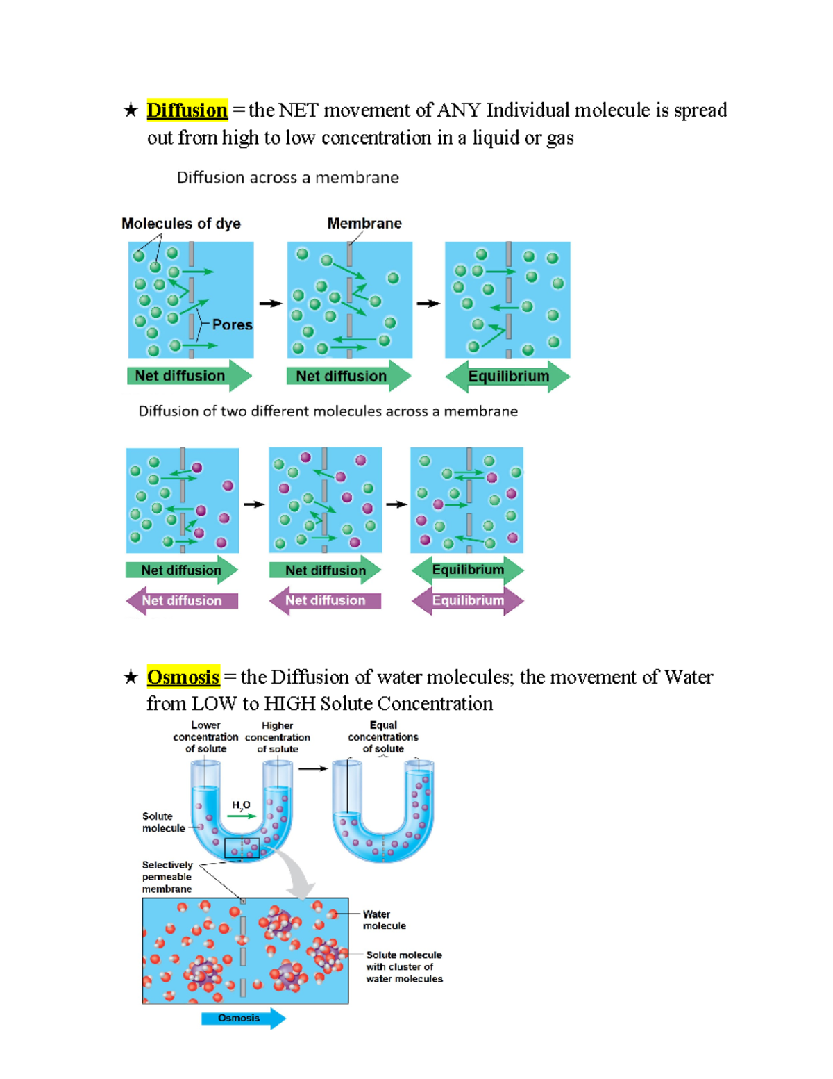 Ch. 5 Notes - The Working Cell - ★ Diffusion = the NET movement of ANY ...