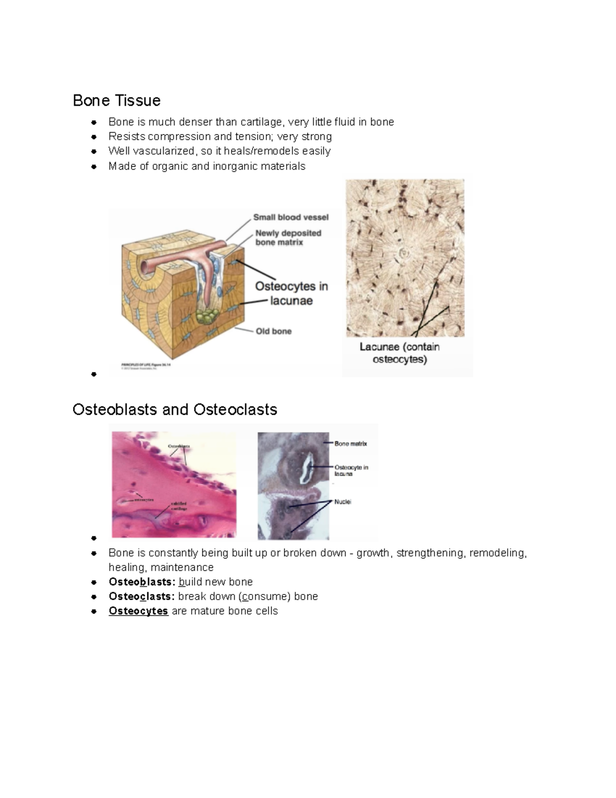 Intro to Bone & Bone Ossification Notes (PTH AS 2201) - Bone Tissue ...