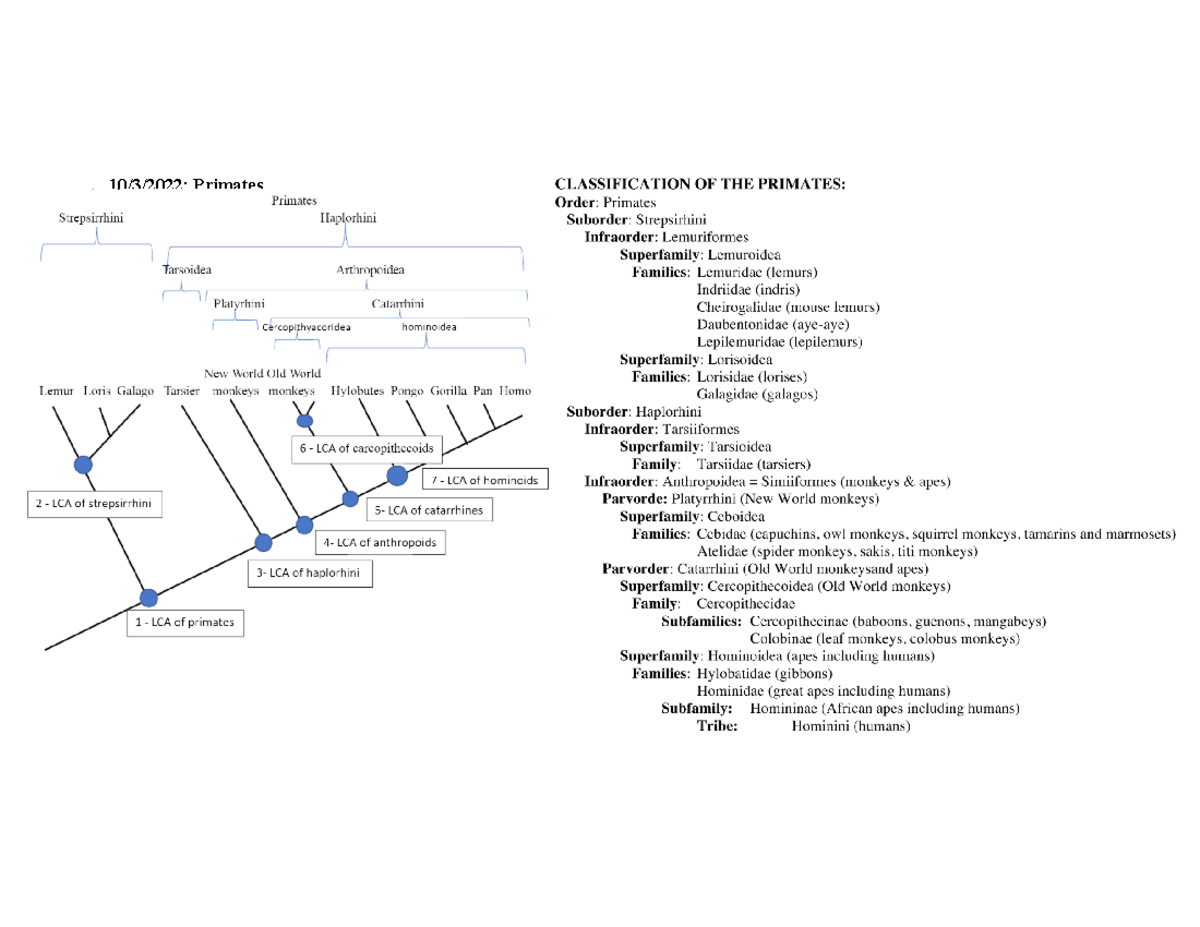 Exam 2 - lecture note - 10/3/2022: Primates Primate Synapomorphies (the ...
