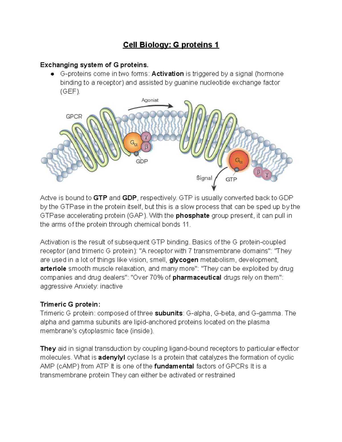 Cell Biology G proteins 1 - G-proteins come in two forms: Activation is ...