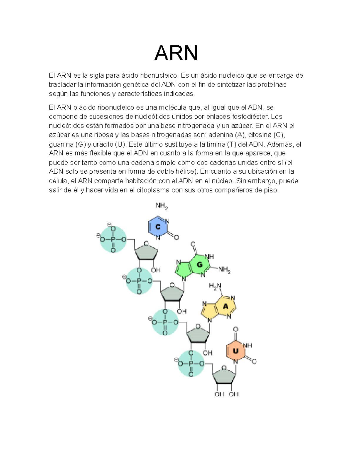 ARN - Apuntes 7 - ARN El ARN es la sigla para ácido ribonucleico. Es un ...