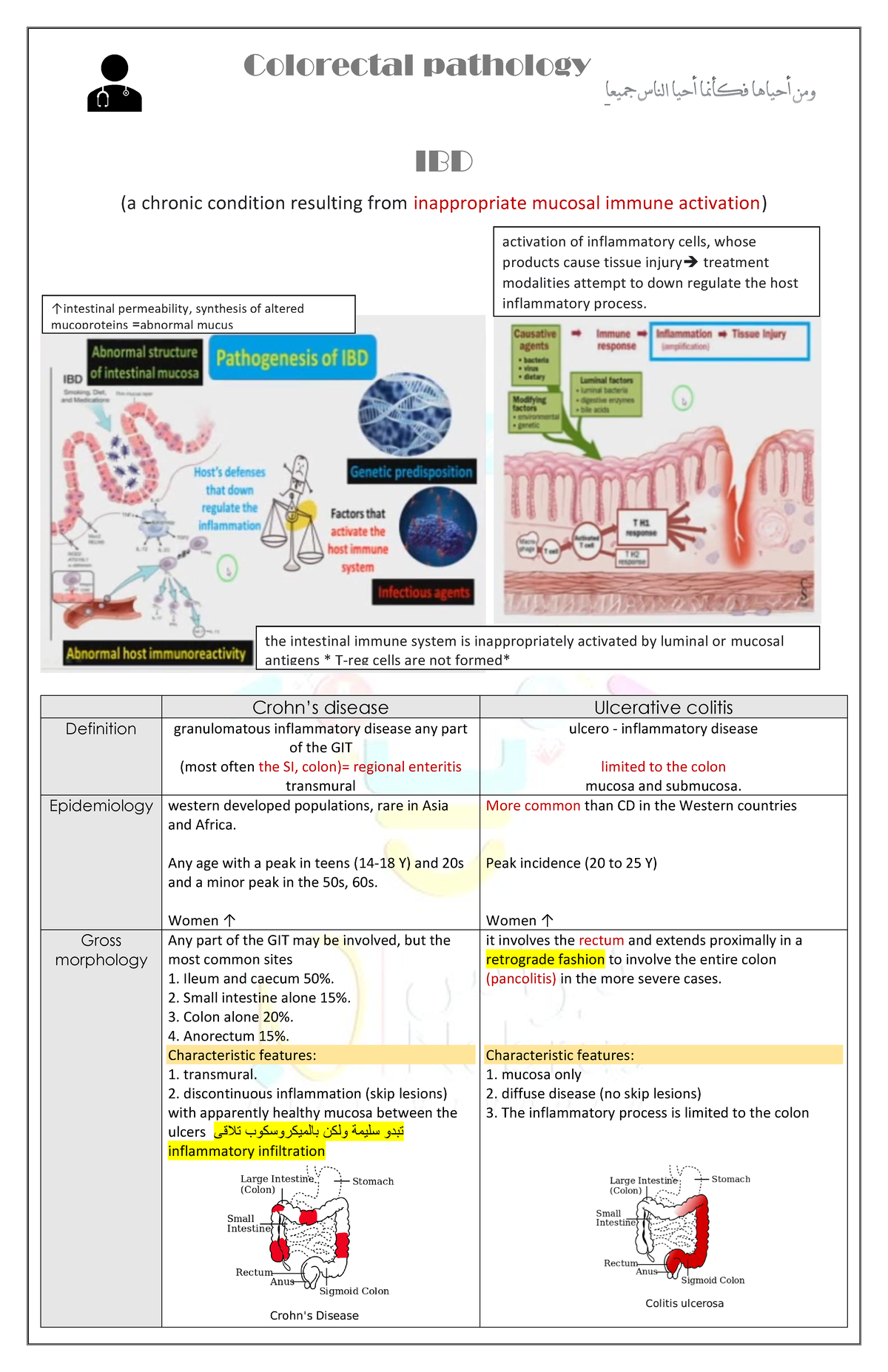 IBD - Human Anatomy - IBD (a chronic condition resulting from ...