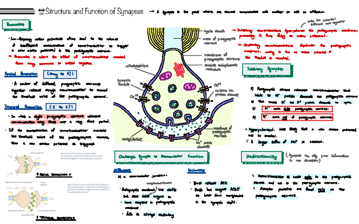 Structure and Function of Synapses Notes - 🔛 Structure and Function of ...